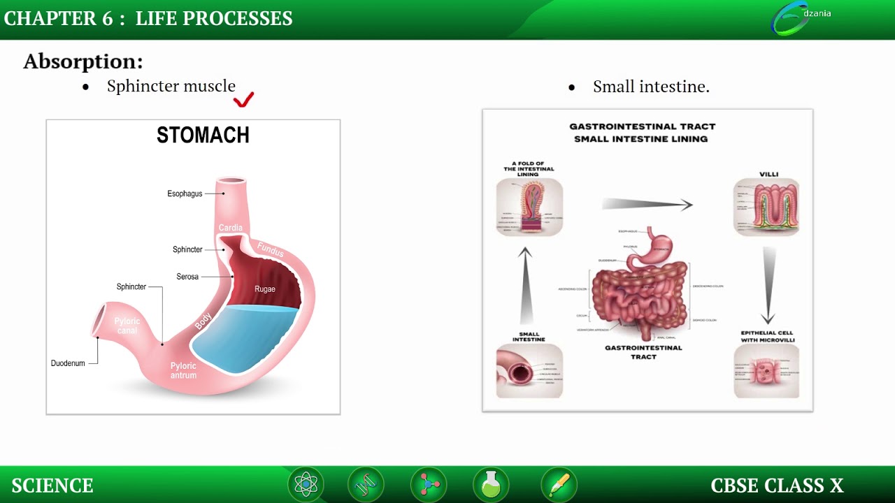 Life Process-Absorption - YouTube