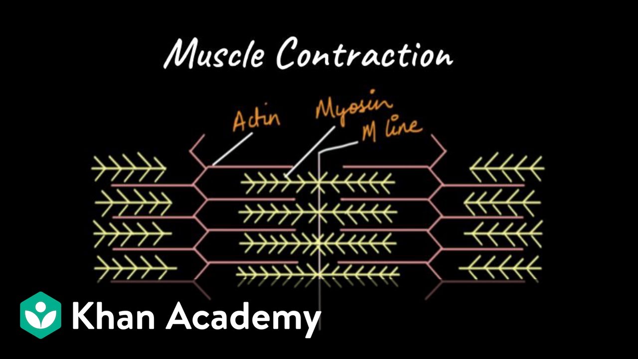 Muscle Contraction (Crossbridge Cycle) | Locomotion and Movement ...