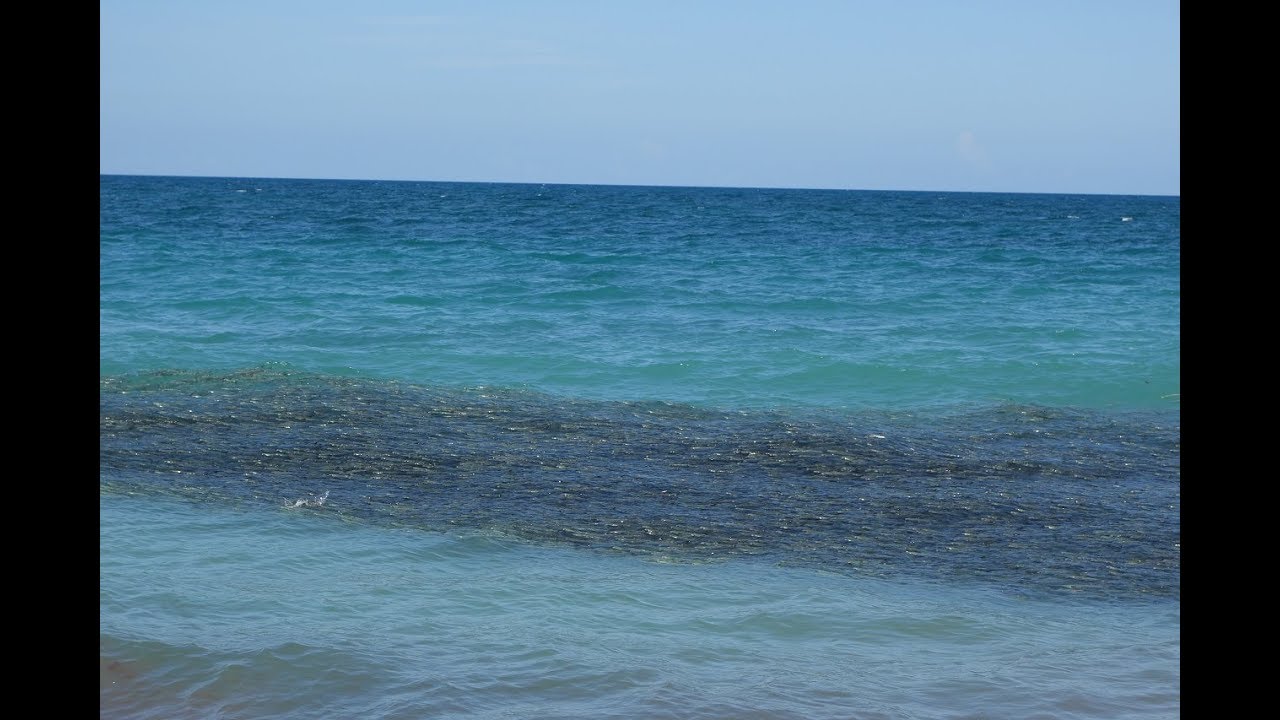 Mullet Run 2017 First Sighting Vero Beach Fl - YouTube