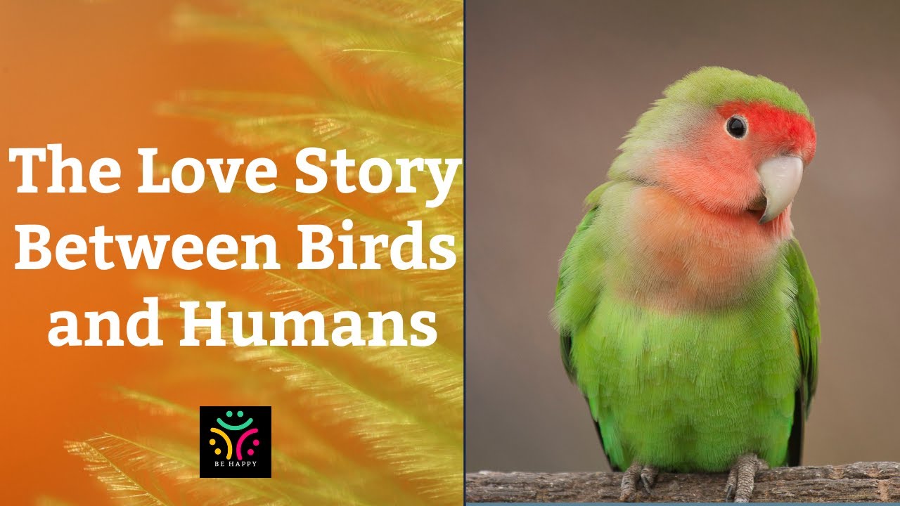 The Love Story of Birds and Humans - YouTube
