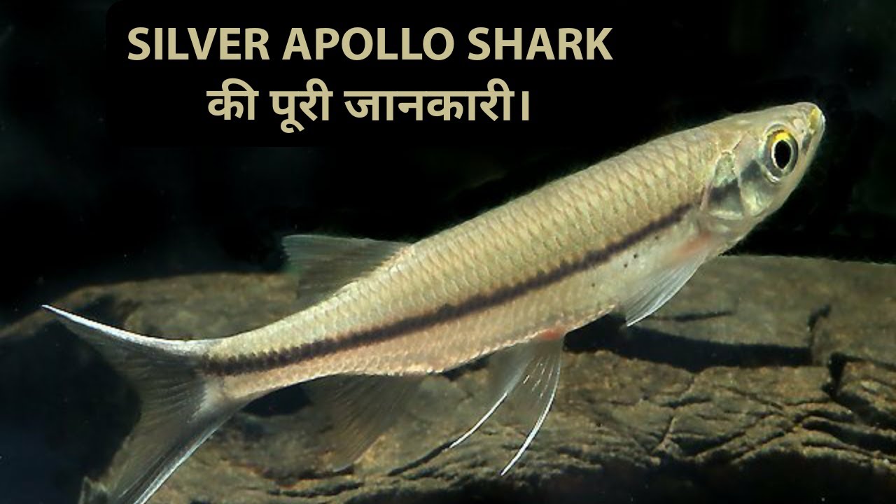 EVERYTHING ABOUT SILVER APOLLO SHARK IN HINDI. - YouTube
