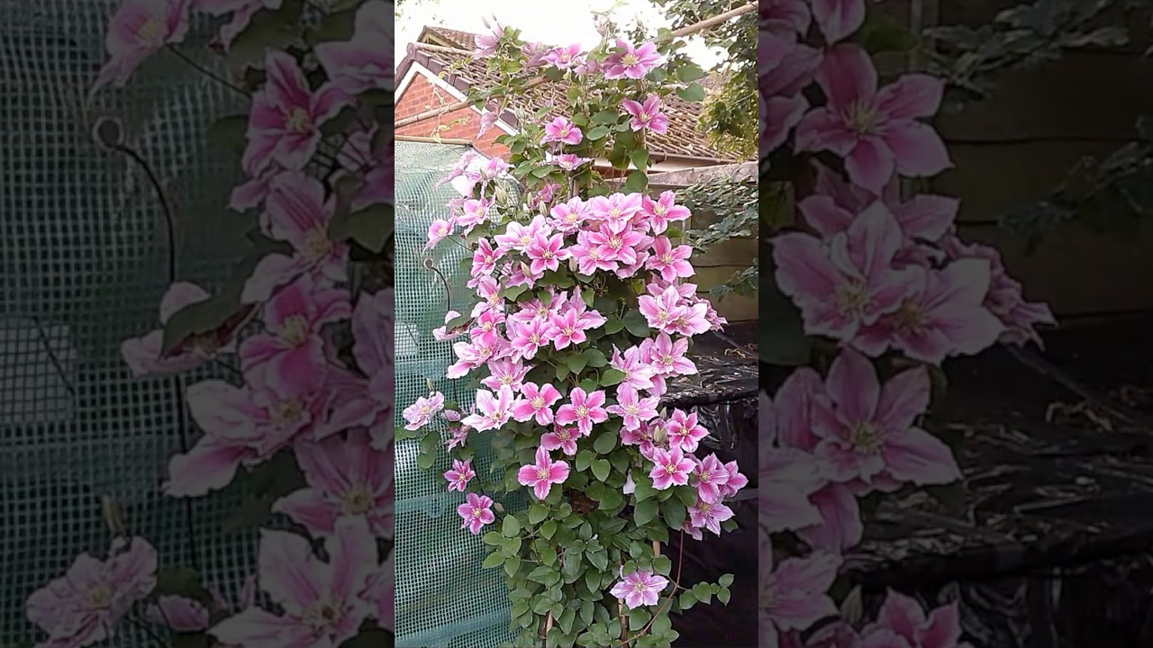 Beautiful Clematis Flowering Time Lapse 4K - YouTube