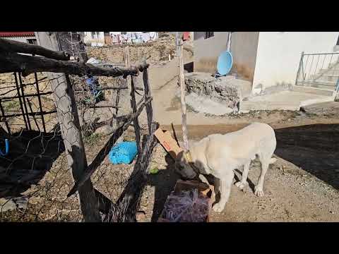 KUYRUKSUZ DANAMIZ KÖYDE BAHAR GELDİ KÖPEĞİM DOĞURDU 