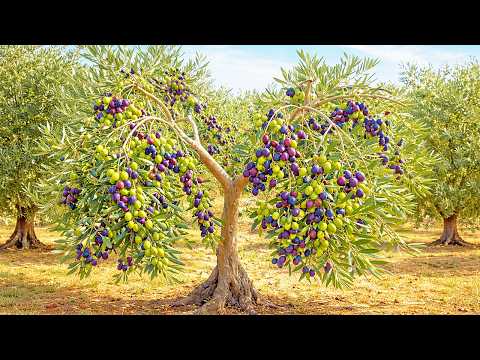 Close-Up of a New Olive Variety: Super Big and Abundant Fruit in Rural Italy