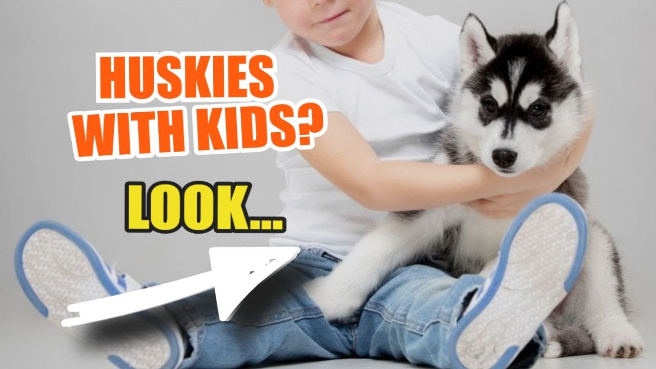 🐶 ¿Are HUSKIES GOOD With KIDS? 👍👎 ¡The Truth! - YouTube