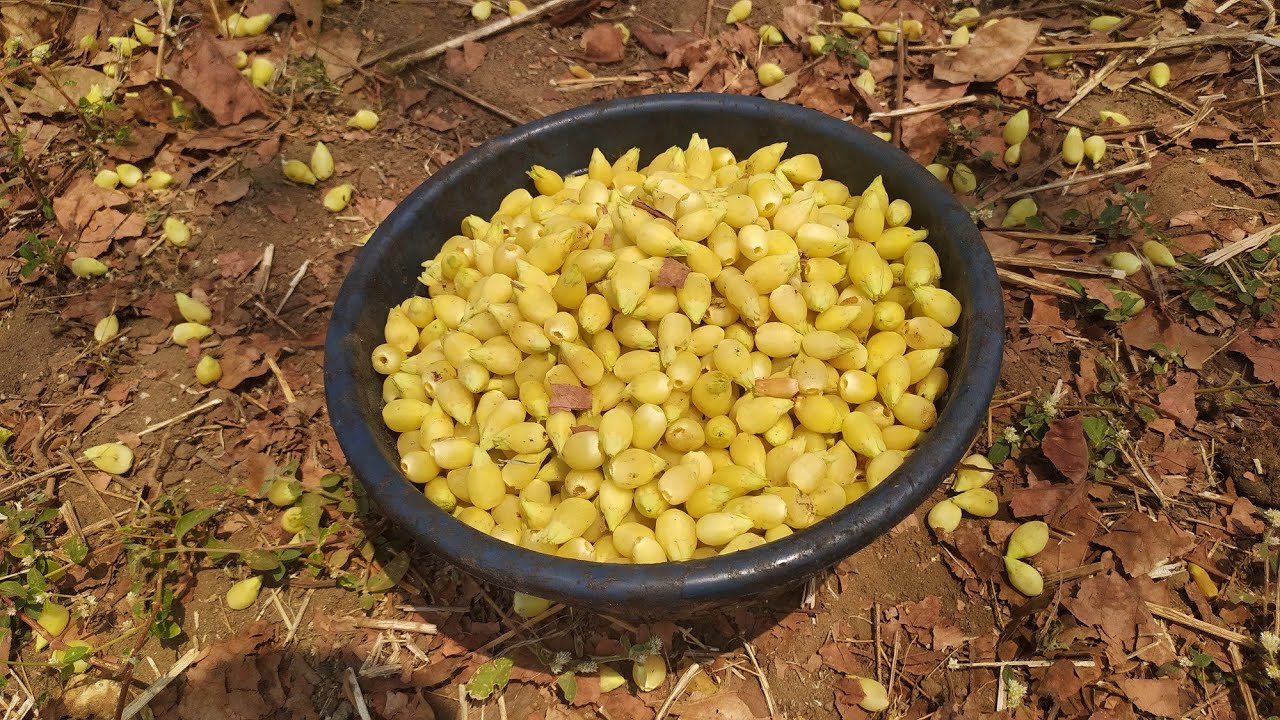 Mahula phula II ମହୁଲ ଫୁଲ - YouTube