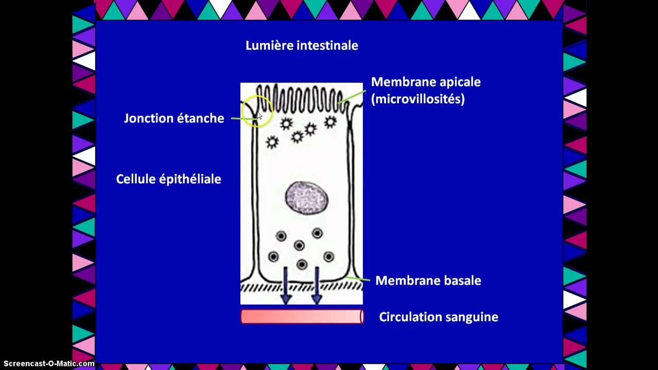 L'absorption et le transport membranaire des nutriments - YouTube