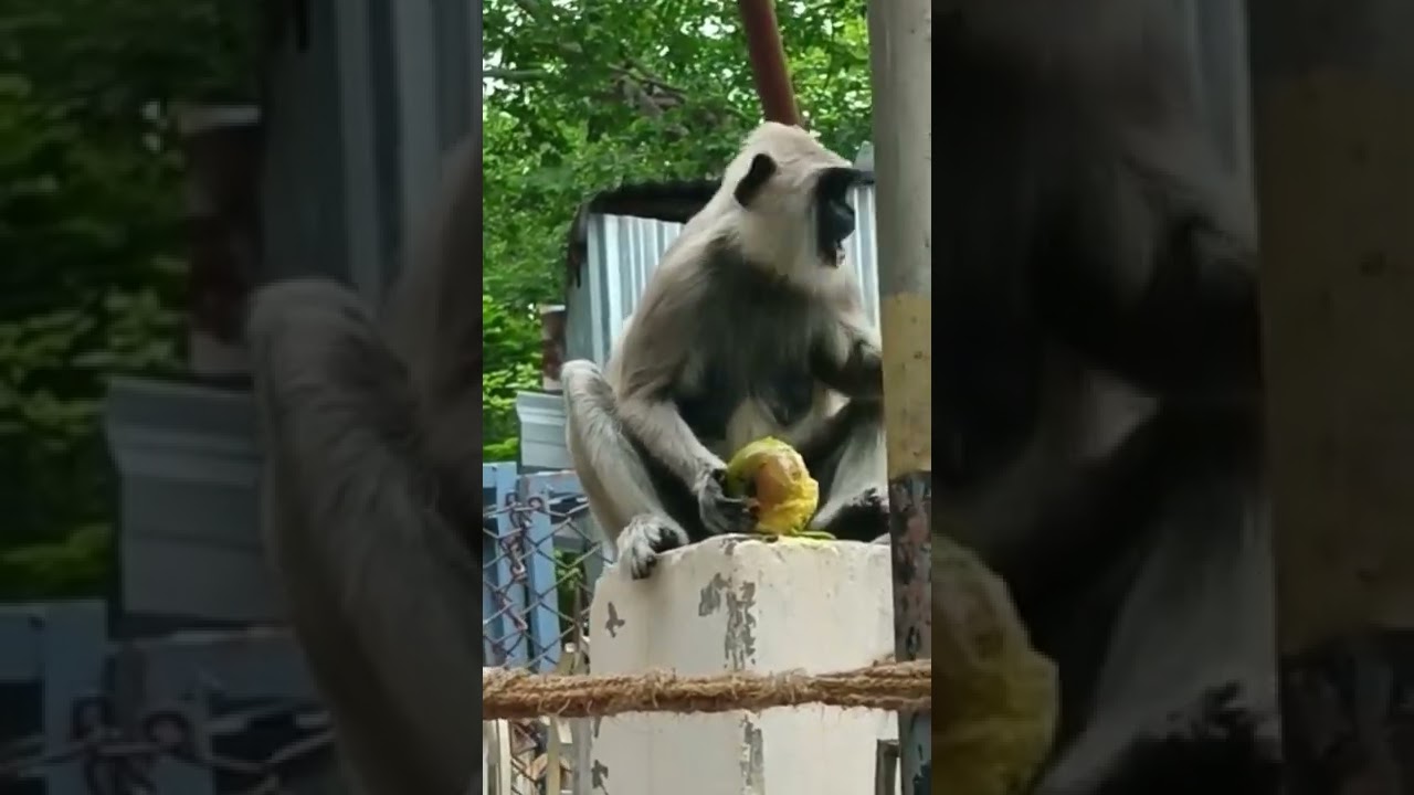 kondenga, monkey, #animals #animalshorts #animalsvideo #monkey #monkeys ...