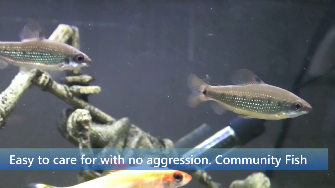 Distichodus Decemmaculatus - YouTube