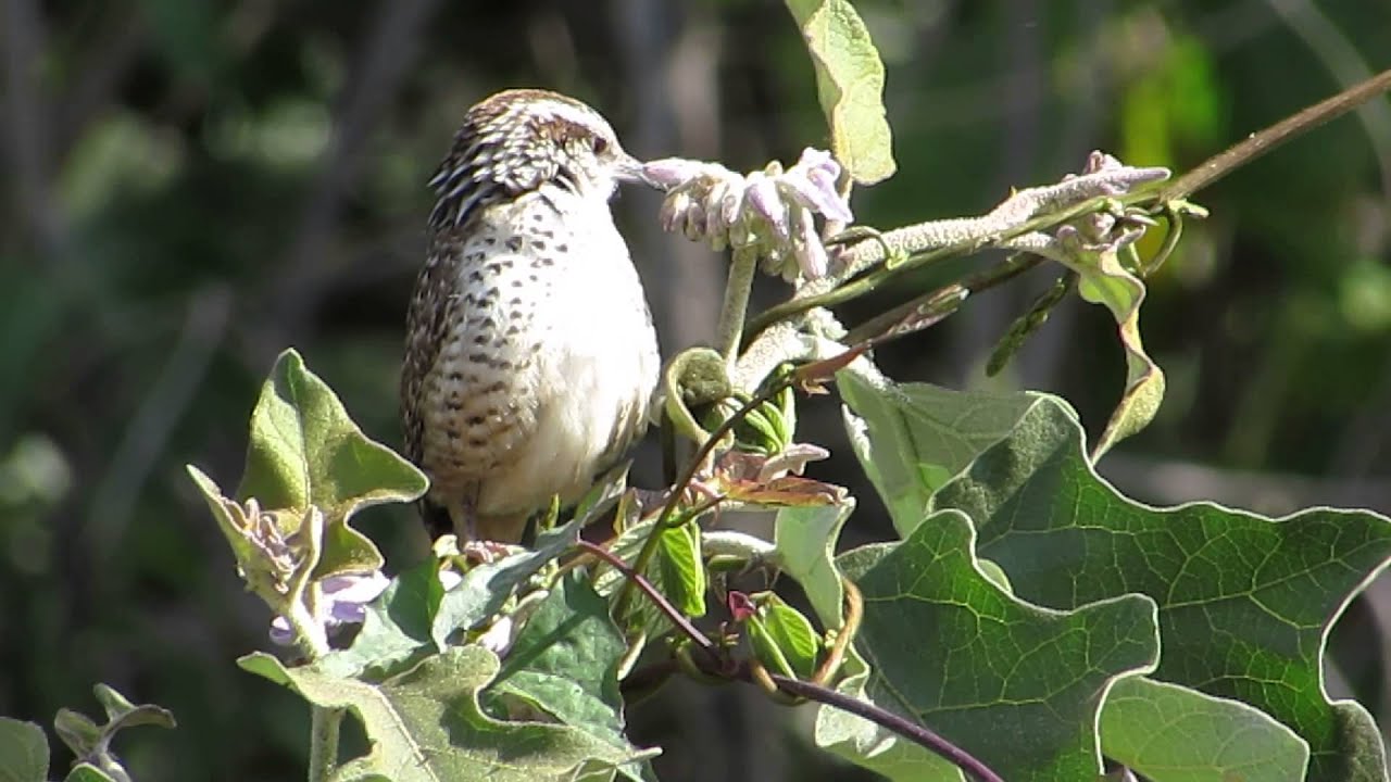 Birdwatching Colima | Spotted Wren - YouTube