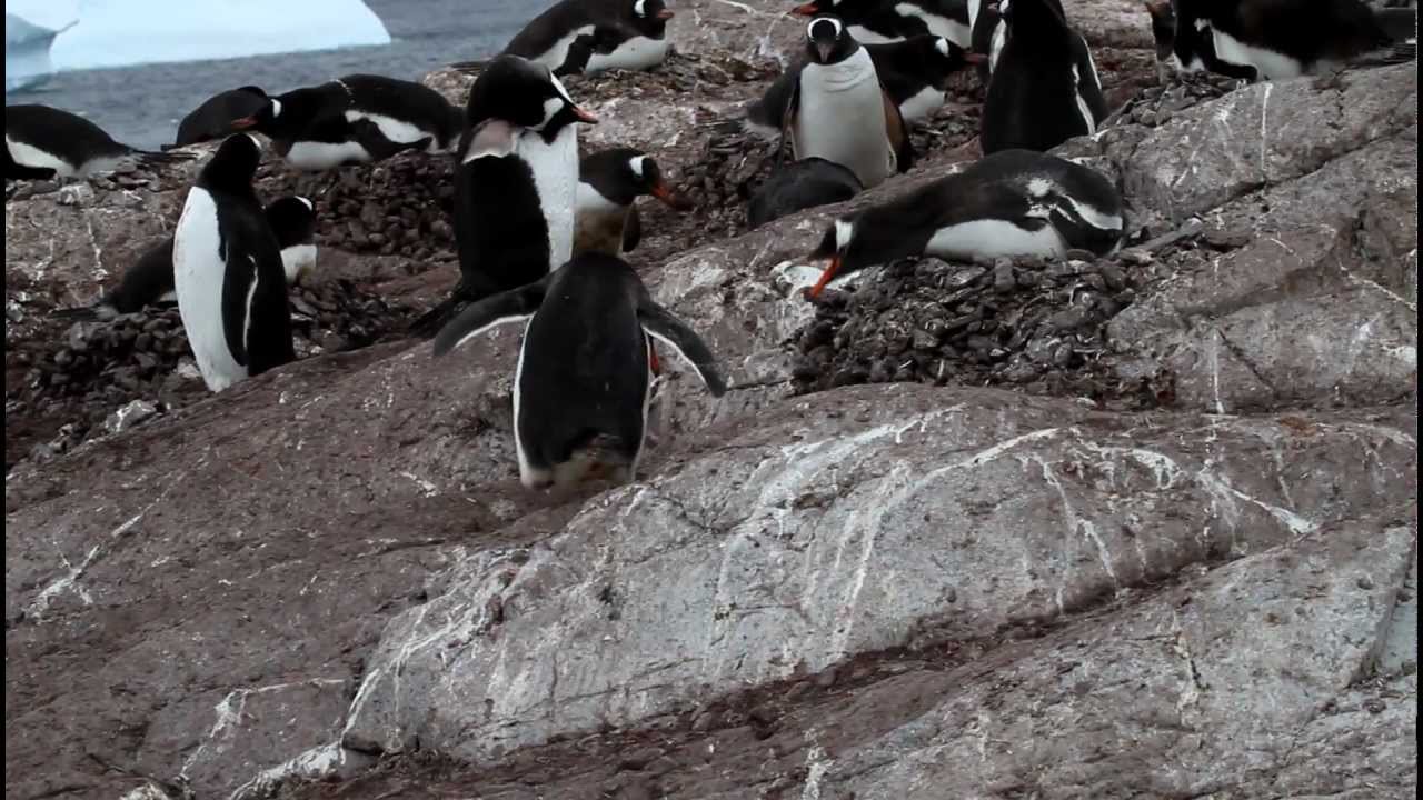 Criminal Penguin: Gentoo Penguin steals a rock for his nest - 1 ...