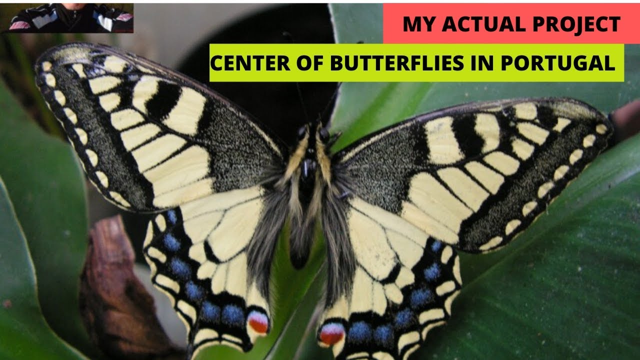 MY ACTUAL PROJECT-CENTER OF BUTTERFLIES IN PORTUGAL - YouTube