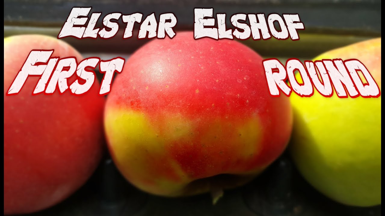 Dutch apple harvest part 5 elstar elshof 2019 - YouTube