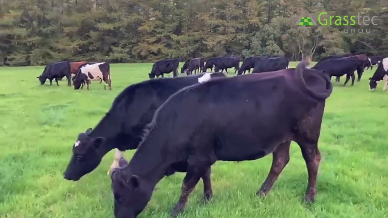 LIC AI Sired Spring Calving Heifers - UK - YouTube