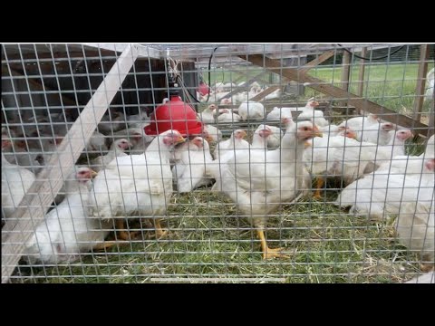 7 WEEK OLD CHICKENS: Update - YouTube