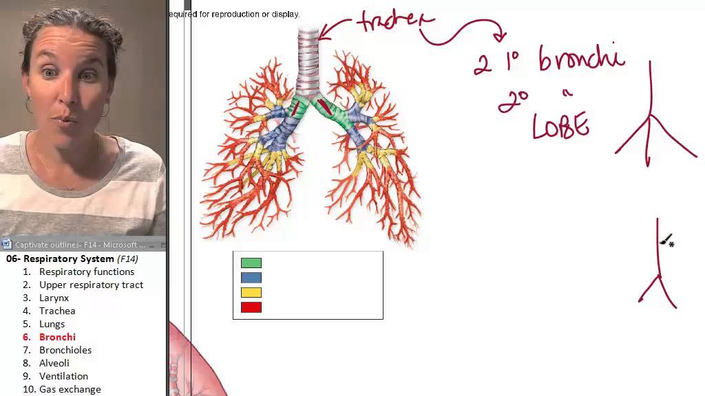 the Bronchus (Respiratory System) ☆ Human Anatomy Course - YouTube