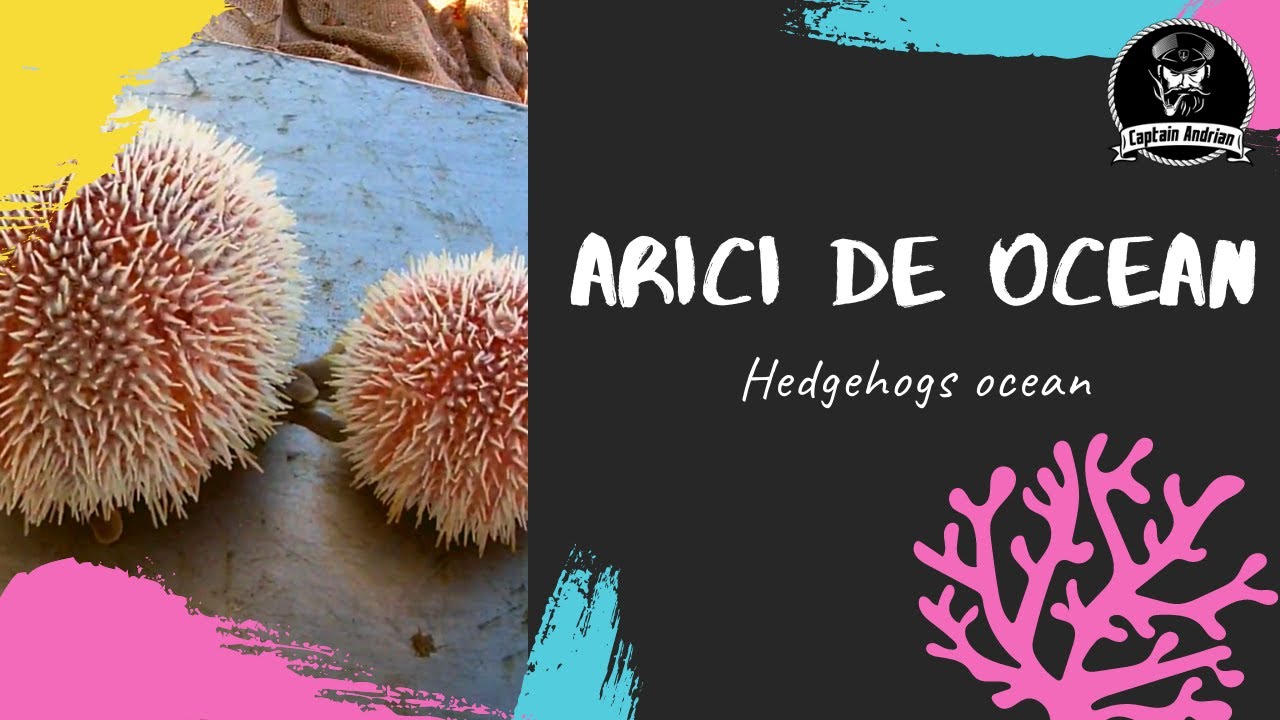 Hedgehogs ocean (arici de ocean ) - YouTube