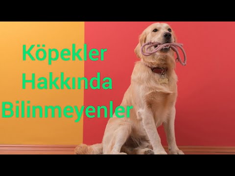 KÖPEKLER HAKKINDA BİLİNMEYEN  9 İLGİNÇ BİLGİ.🔥#Hayvanlar Hakkında Bilinmeyen İlginç Bilgiler.