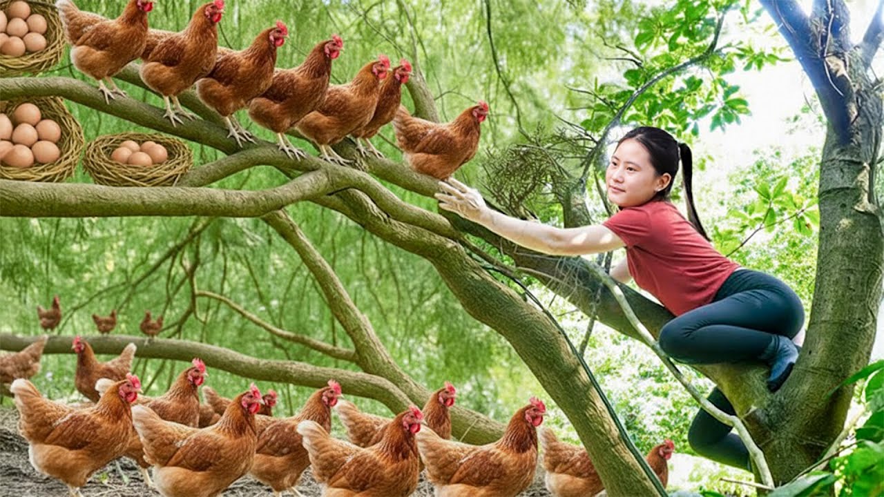 Harvesting Giant Free-Range Hill Chickens & Goes to Market Sell – Farm ...