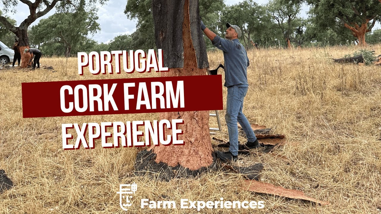Cork Farm Tour in Portugal 🇵🇹🔥 - YouTube