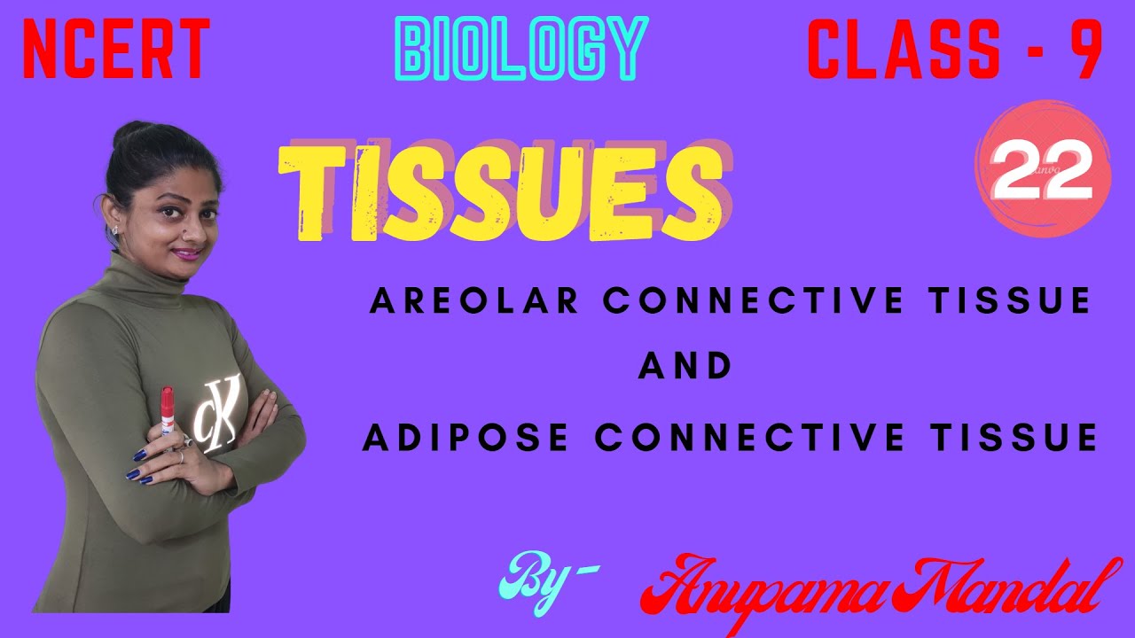 TISSUES | AREOLAR AND ADIPOSE CONNECTIVE TISSUE | CLASS - 9 | BIOLOGY ...