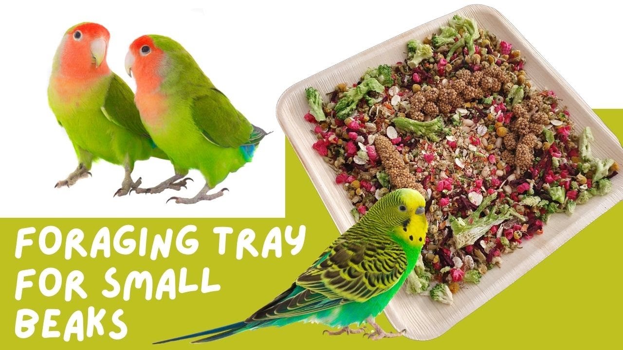 Polly's Foraging Tray For Small Birds - YouTube