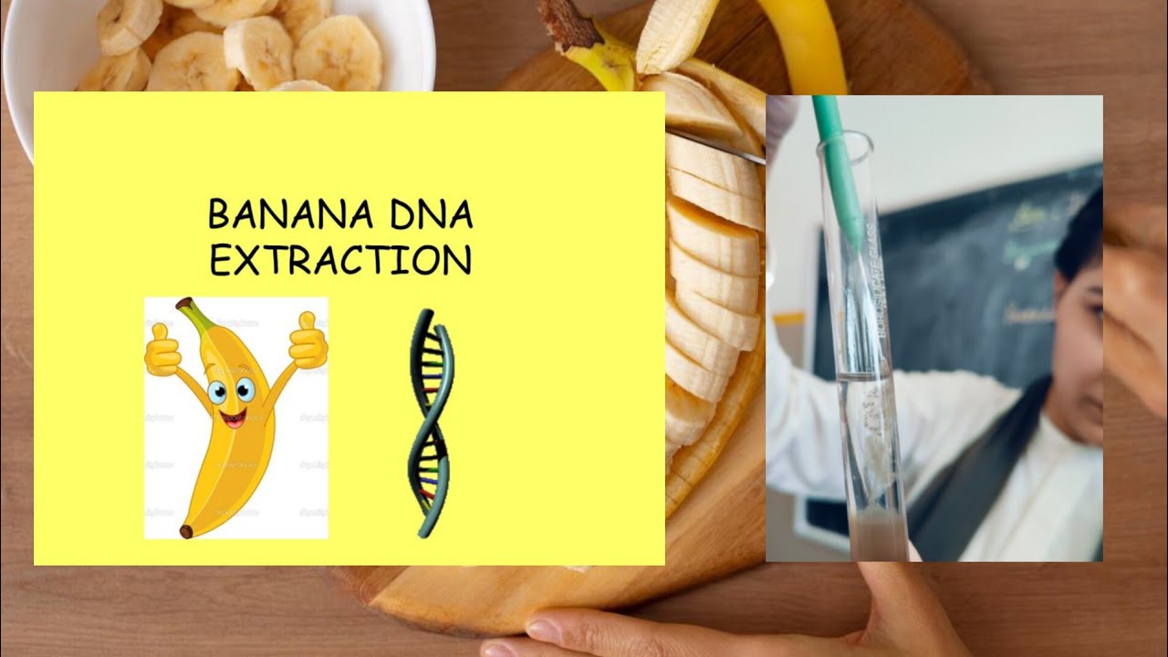 DNA extraction from Banana l Class 12 practical CBSE l Biology - YouTube