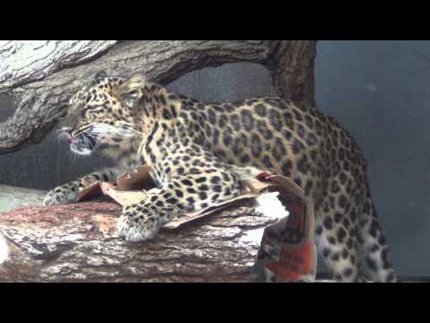 Natasha, the Amur Leopard, plays with box at Henry Doorly Zoo