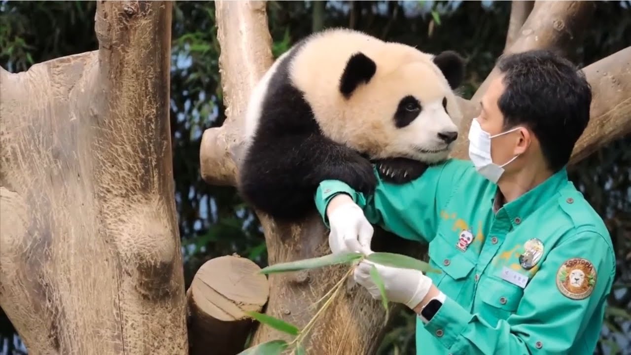Panda Fu Bao and his nanny - YouTube