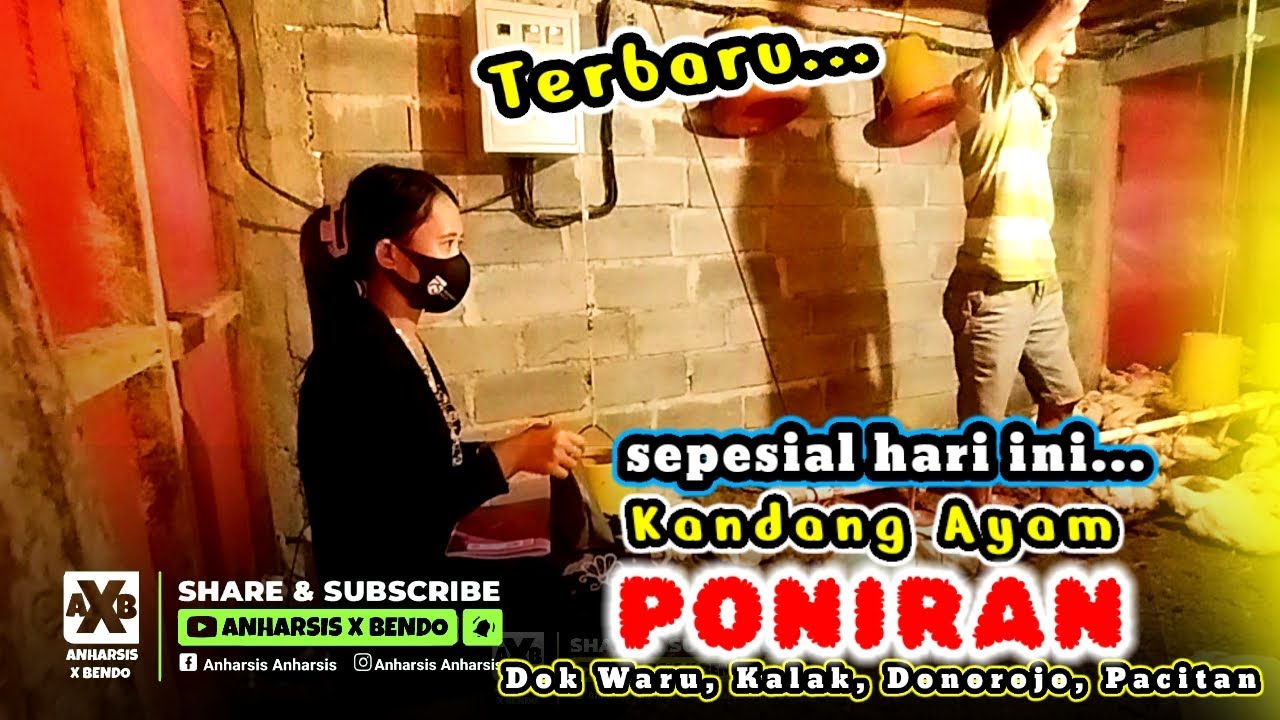ADA YANG BARU 🔴🐔 DIKANDANG PONIRAN DOK WARU, BOMO, PUNUNG, PACITAN ...