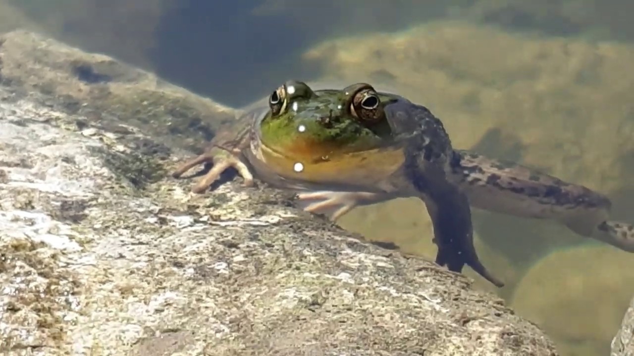Day in the life - Permaculture food forest and ecosystem pond - May 20 ...