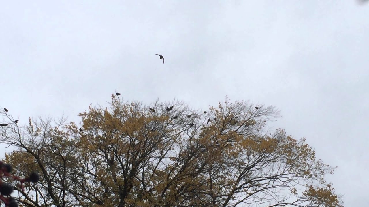 The Birds in real life - YouTube