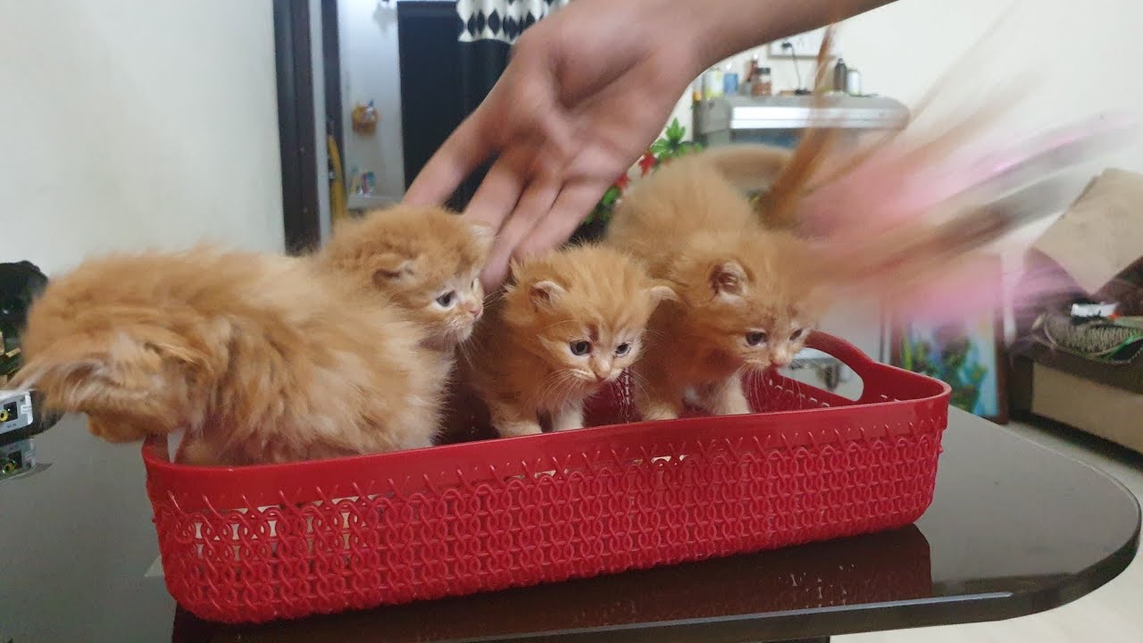 Cutest kitten meowing - YouTube