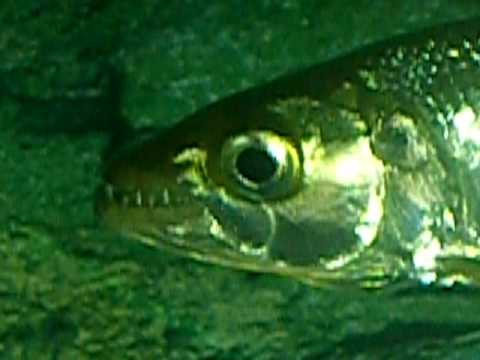 Big Jaws Tiger Fish - YouTube