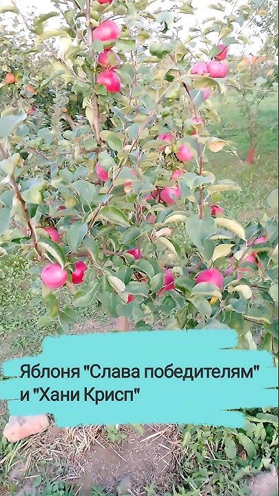 Яблоко "Хани Крисп" и "Слава победителям", сезон 2023 - YouTube