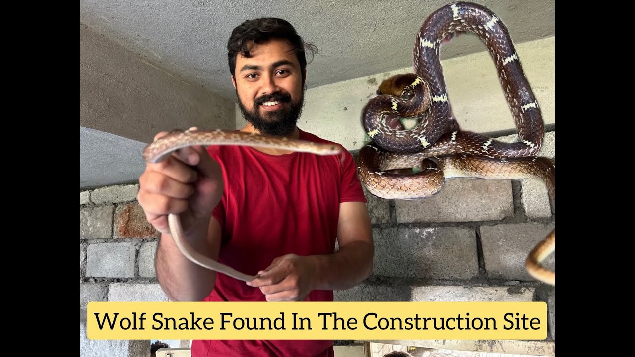 Wolf Snake Rescued From The Construction Site #rescue #snake #wolf # ...
