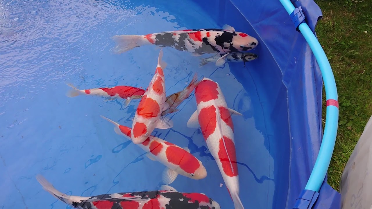 Bkks National koi show 2019 results are in 🤗 - YouTube
