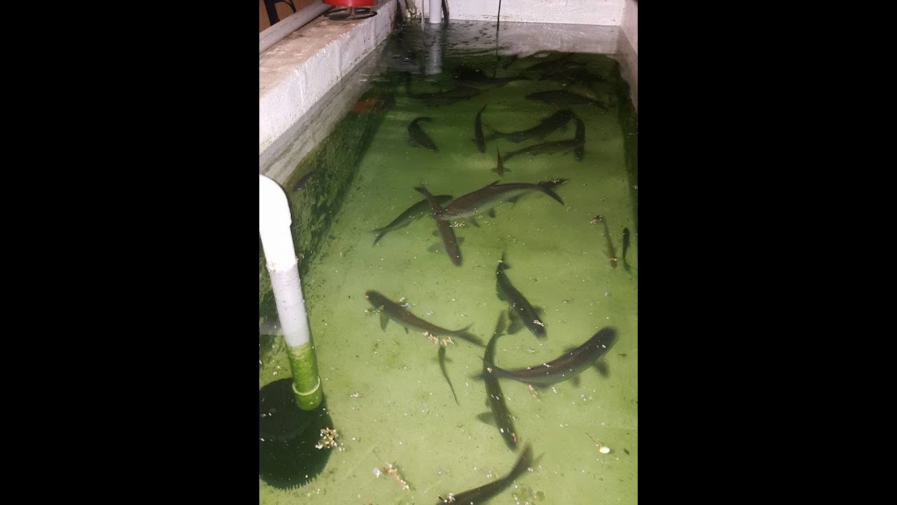 DIY Bakki shower bait tank filter after running 1 year straight - YouTube