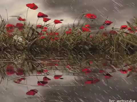 Su ve Ciceyin sevgi hekayesi