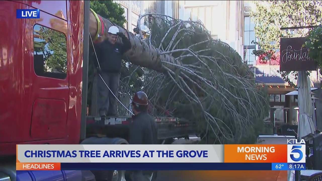 The iconic, massive Christmas tree arrives at The Grove - YouTube
