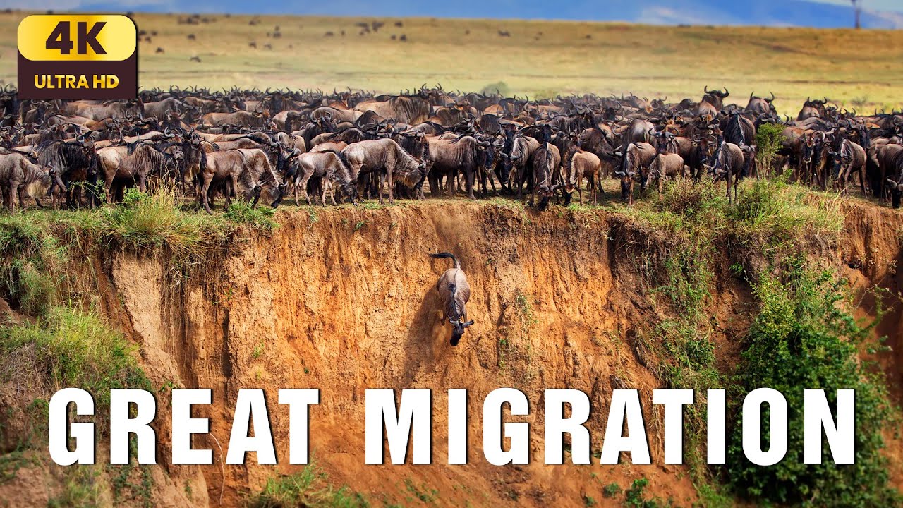 The Great Migration – A Cinematic Journey Across Africa’s Endless ...