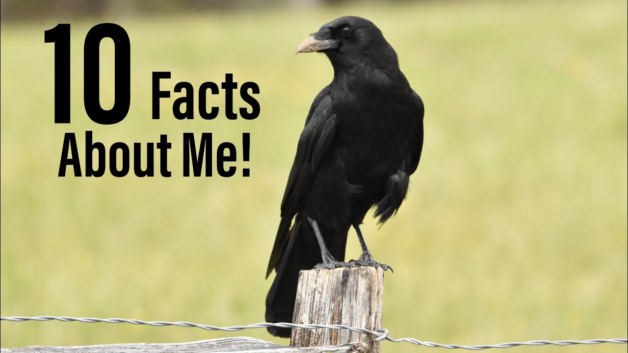 10 Amazing Facts About Crows! - YouTube