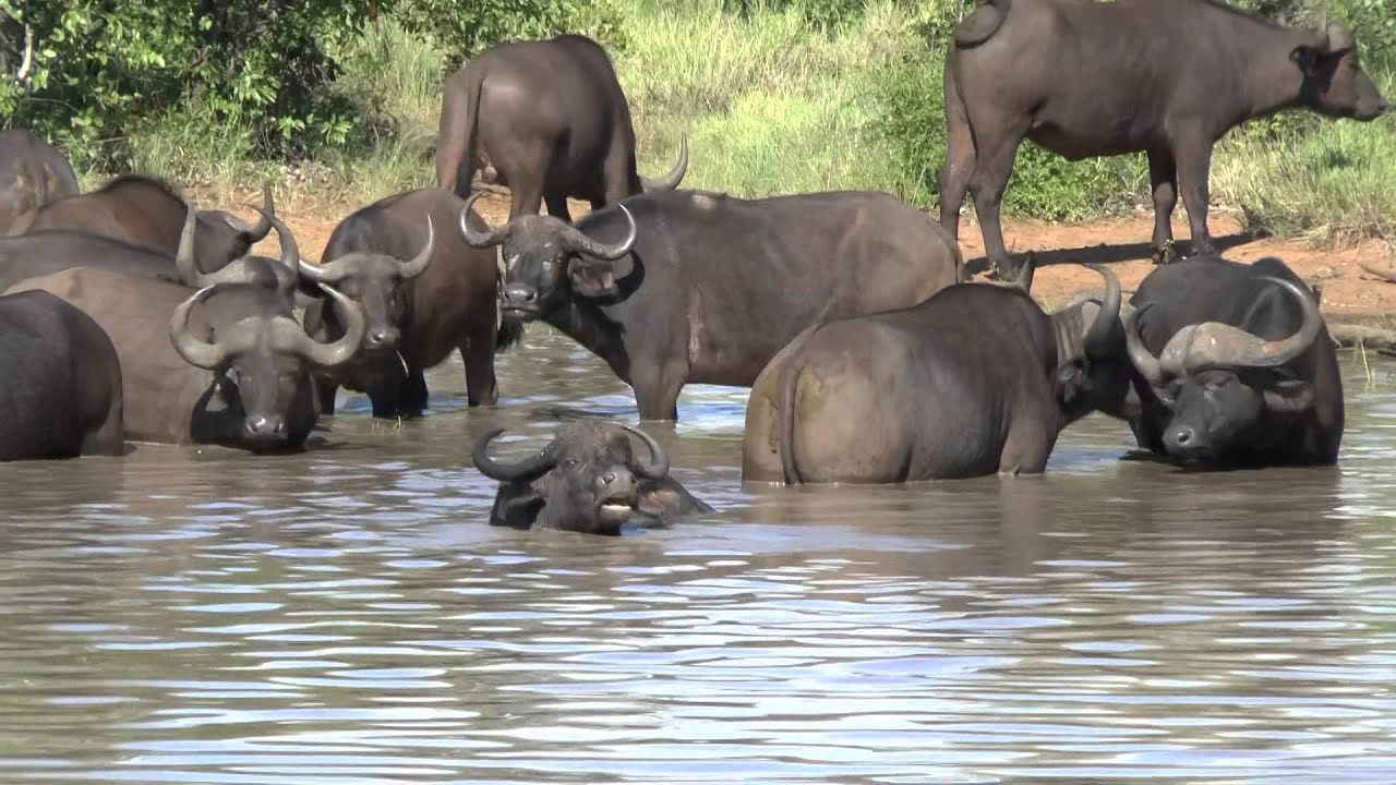 Buffalos bathing in a pool 2013 02 26 - YouTube