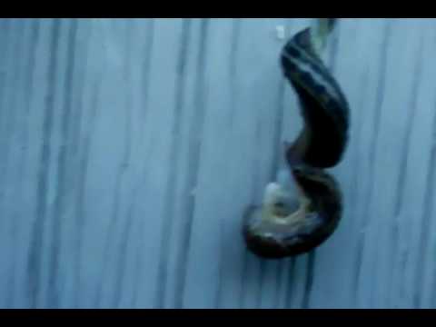 Slugs Having Sex - YouTube