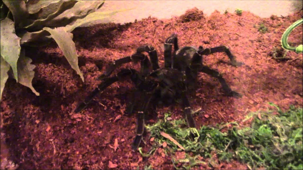 Goliath Bird-Eating Spider (Theraphosa sp.) - YouTube