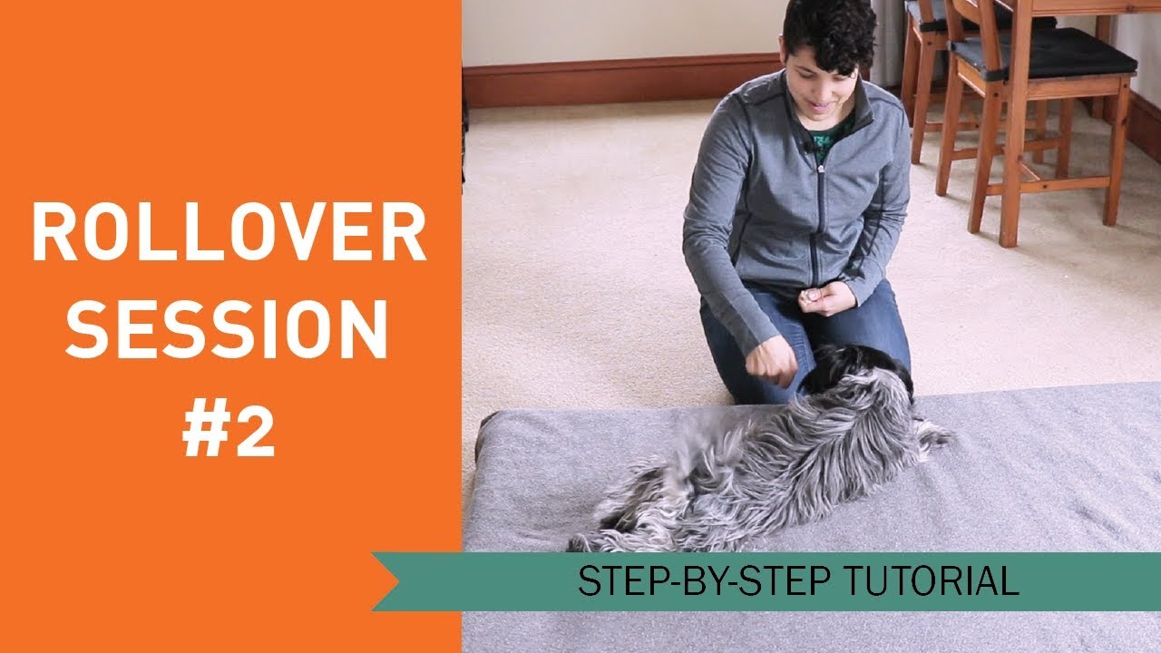 How to Train Your Dog to Roll Over - Session 2 - YouTube