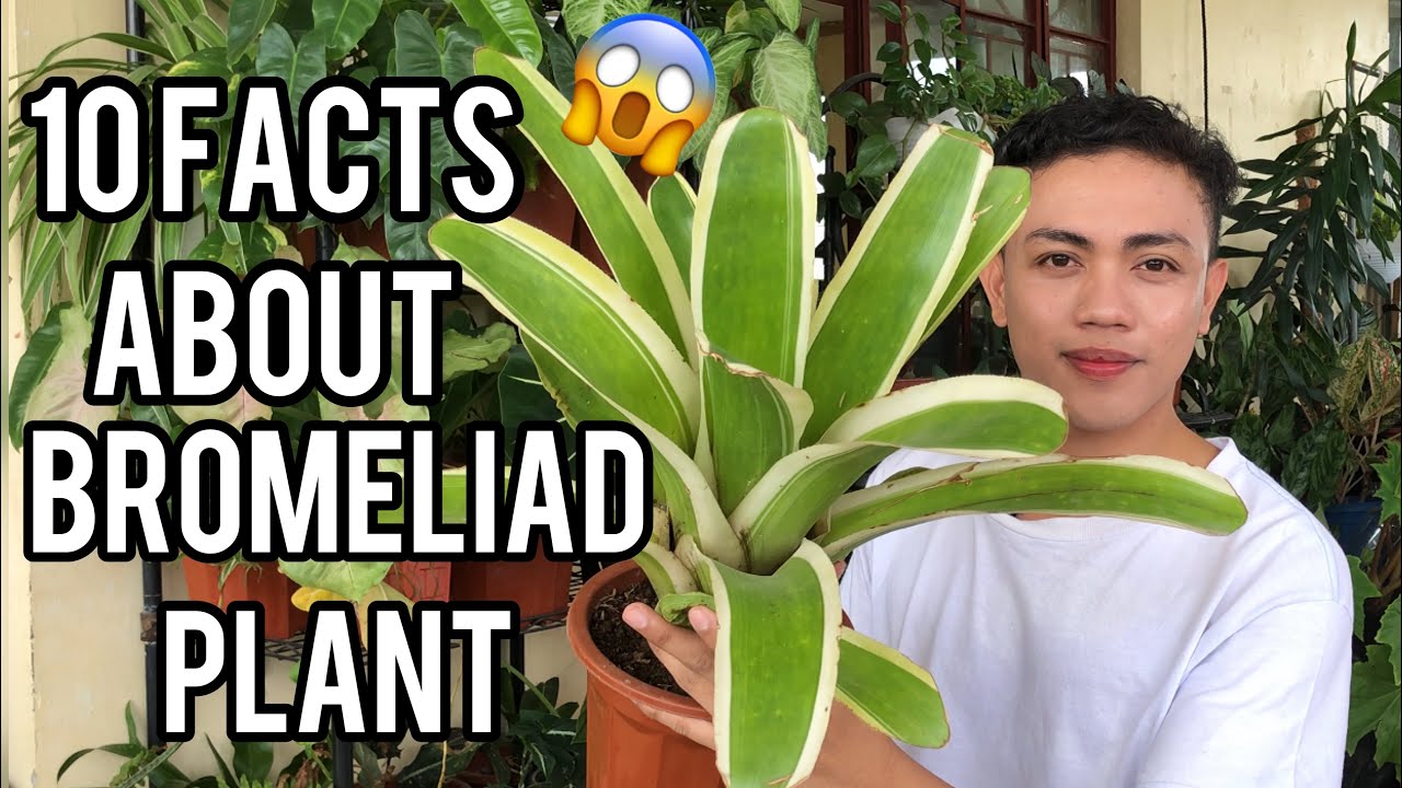 10 FACTS ABOUT BROMELIAD PLANTS | VARIEGATED BROMELIAD | EASY TO CARE ...