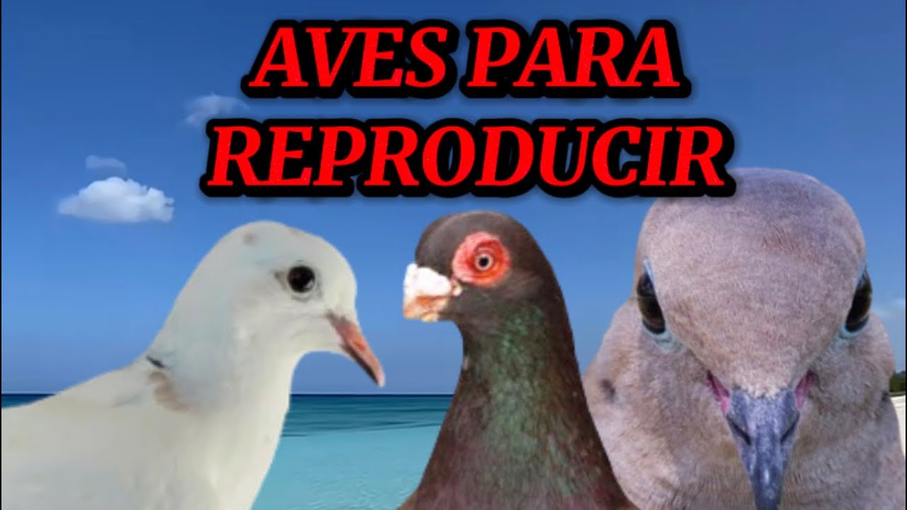 MEJORES AVES REPRODUCTORAS EN CAUTIVERIO - YouTube