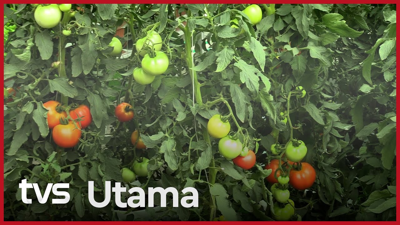 KPKT perkenalkan GPP KiTa, memudahkan petani moden hasilkan tanaman ...