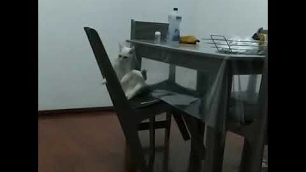 Cat Fails to Jump onto Table Resulting in Chair Crash || ViralHog - YouTube